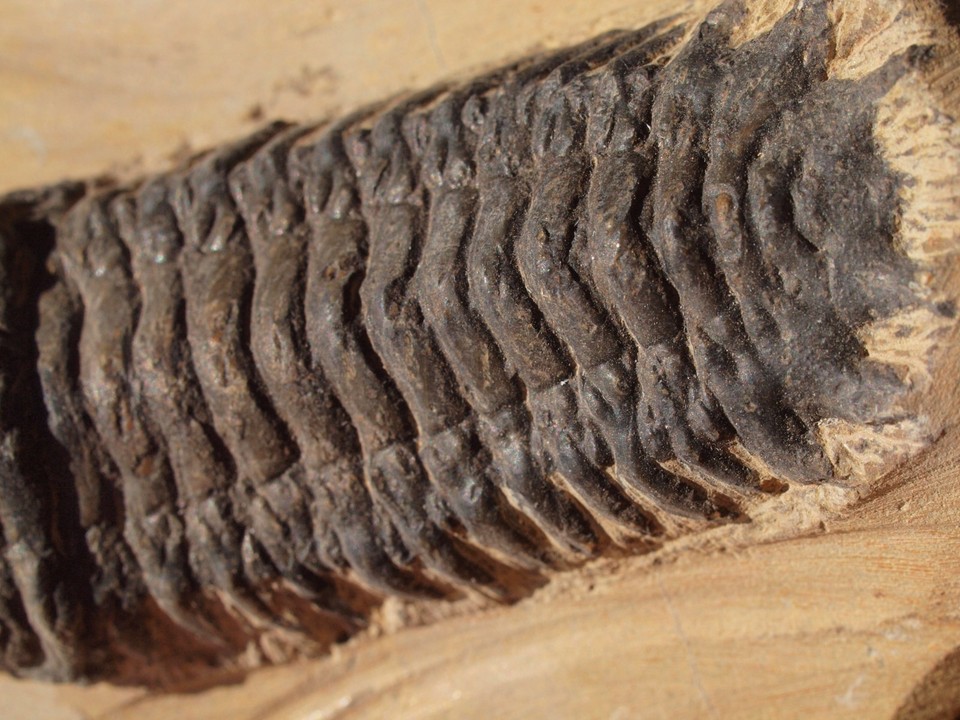 Large Trilobite Fossil Crotalocephalus Gibbus 3.8" Inches | eBay
