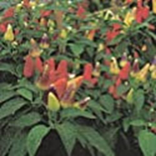 Firecracker Hot Peppers Seeds (((25 Seed Packet))) (More Heirloom ...