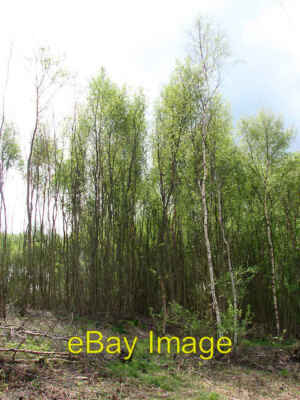 Photo 6x4 Fresh green foliage East Ruston Stand of trees on the ...