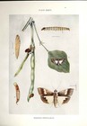 Original Old Antique Print Indian Insects Moth Maruca Testulalis | eBay