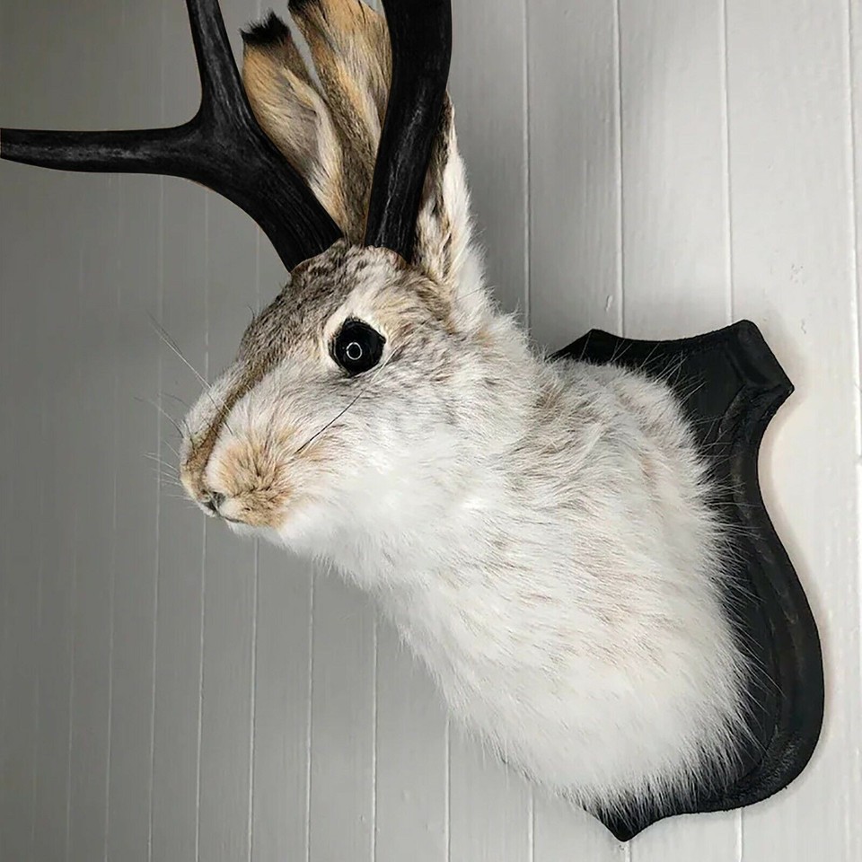 Wall Mounted Rabbit Taxidermy, Animal Head Wall Decor, Deer Head Wall ...