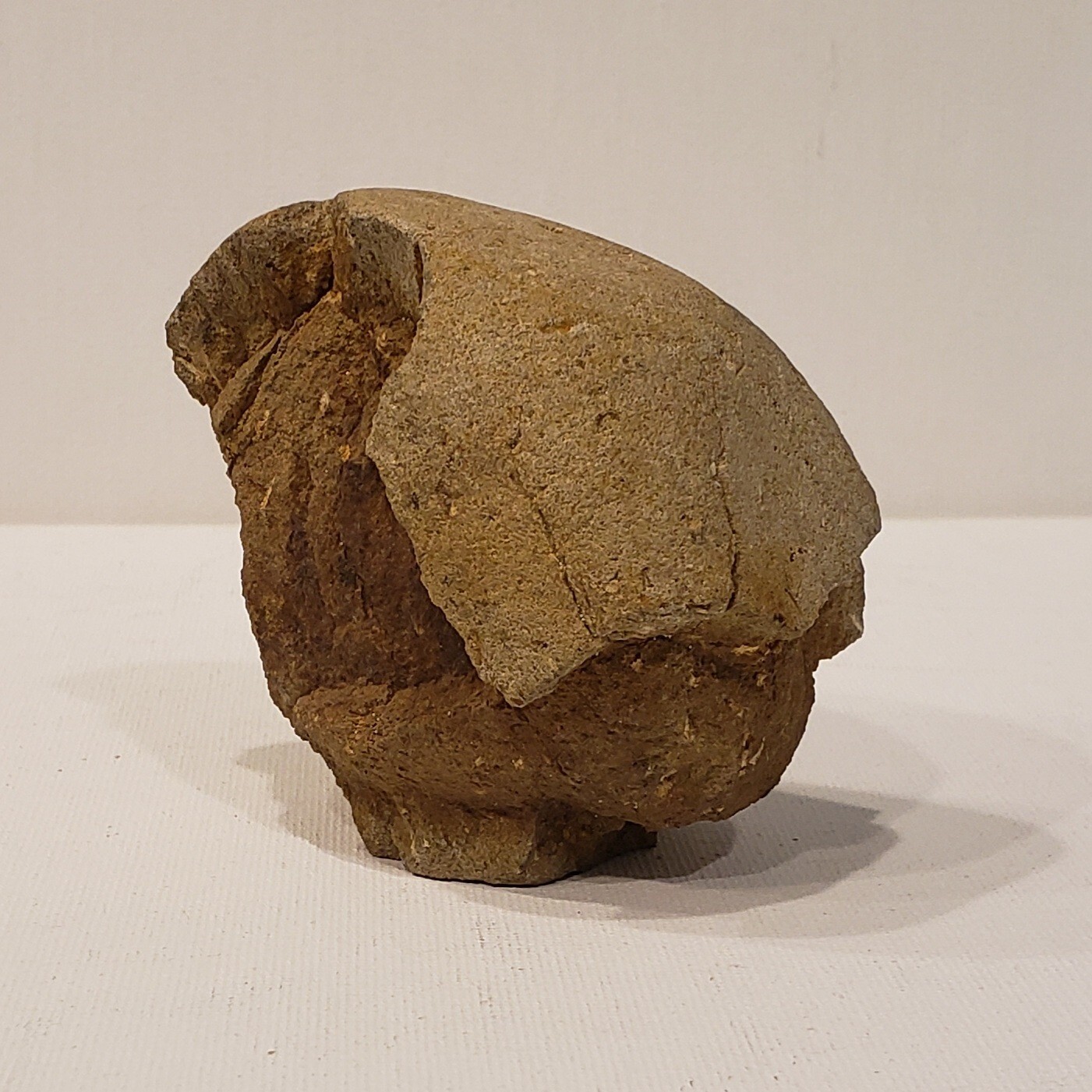 Prehistoric Fossilized California Avocado | eBay