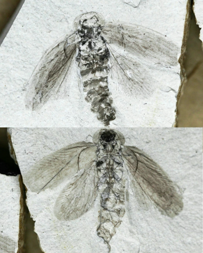 Exquisite fossil of insect from the Jurassic Daohugou period insect ...