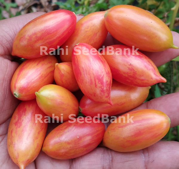 Pink Tiger Tomato a Sweet Flavoured Great Looking Tomato Variety - 10 ...
