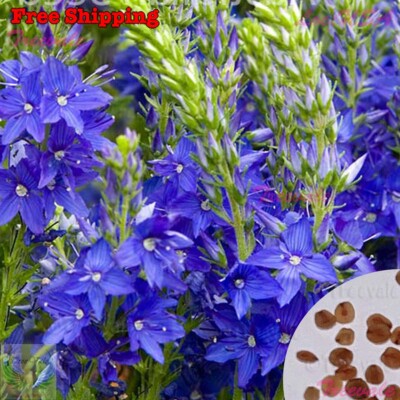 Speedwell Seeds - Veronica Teucrium Royal Blue | Flower Seeds | eBay