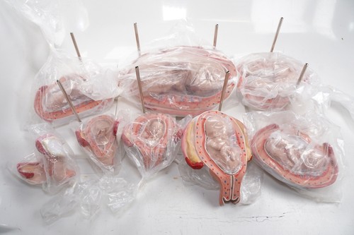 New Pregnancy Models Series 8 Individual Embryo & Fetus Models 3B Smart ...