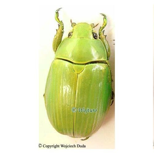 Chrysina alphabarrerai - female, nice | eBay