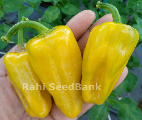 Chilli Mohawk A True Dwarf Hybrid Sweet Chilli Pepper Australian Grown ...