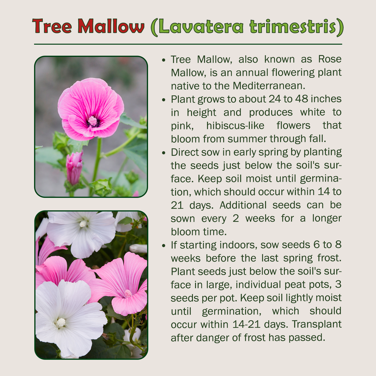 200 Tree Mallow Seeds, Lavatera trimestris, Rose Mallow, Pollinator ...