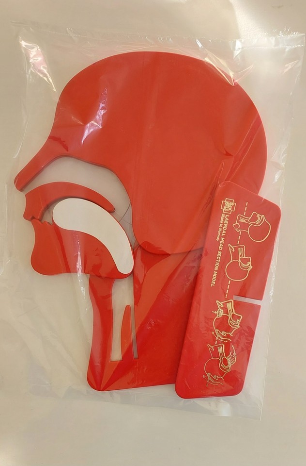 Head Section Model from Laerdal for Airway management training for ...