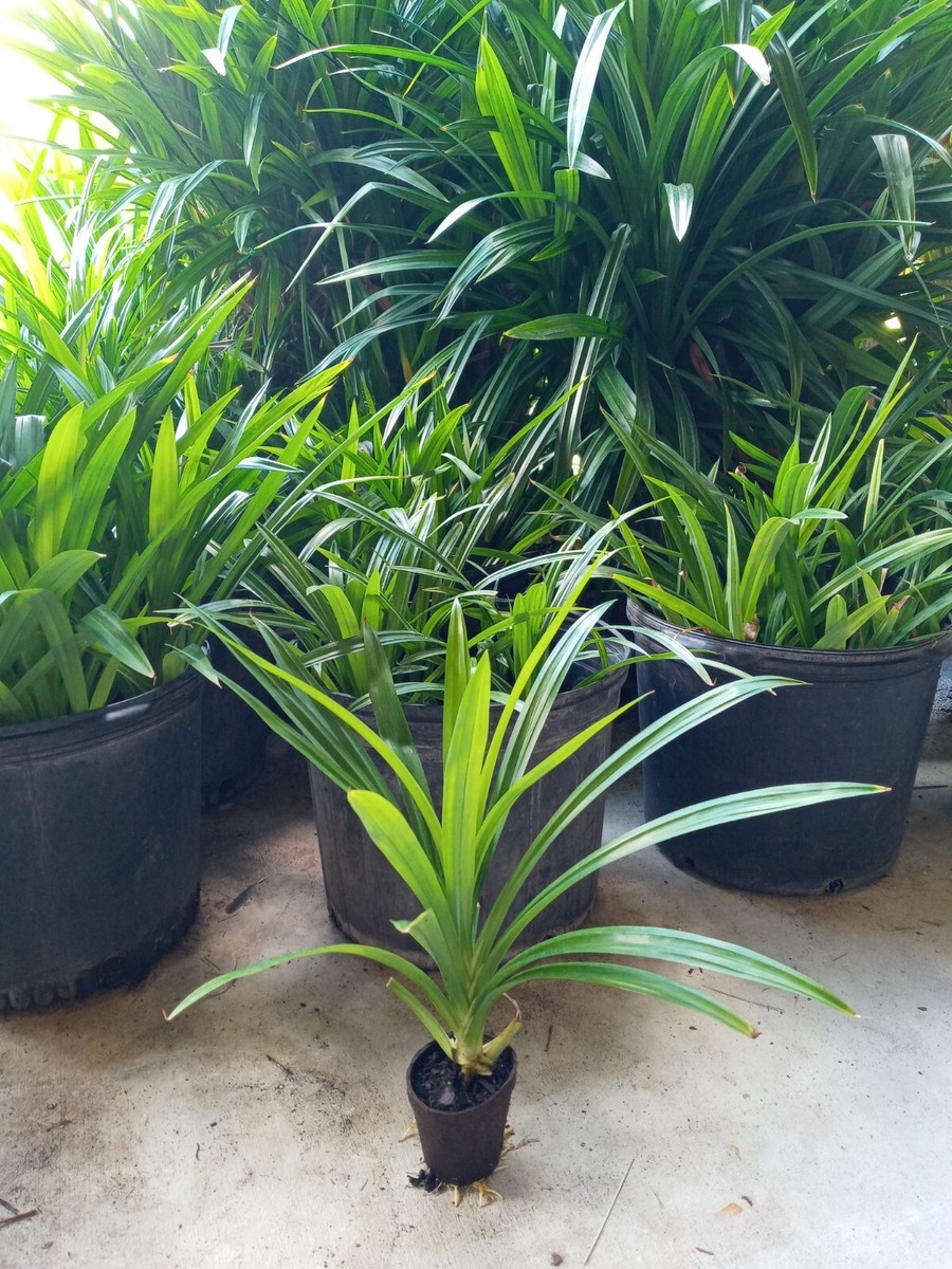 Pandan Plant