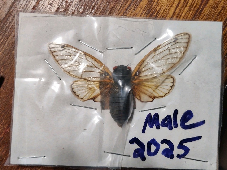 Magicicada 17 year locust Pharaoh cicada USA WINGS OPEN 2025 Brood XIV ...