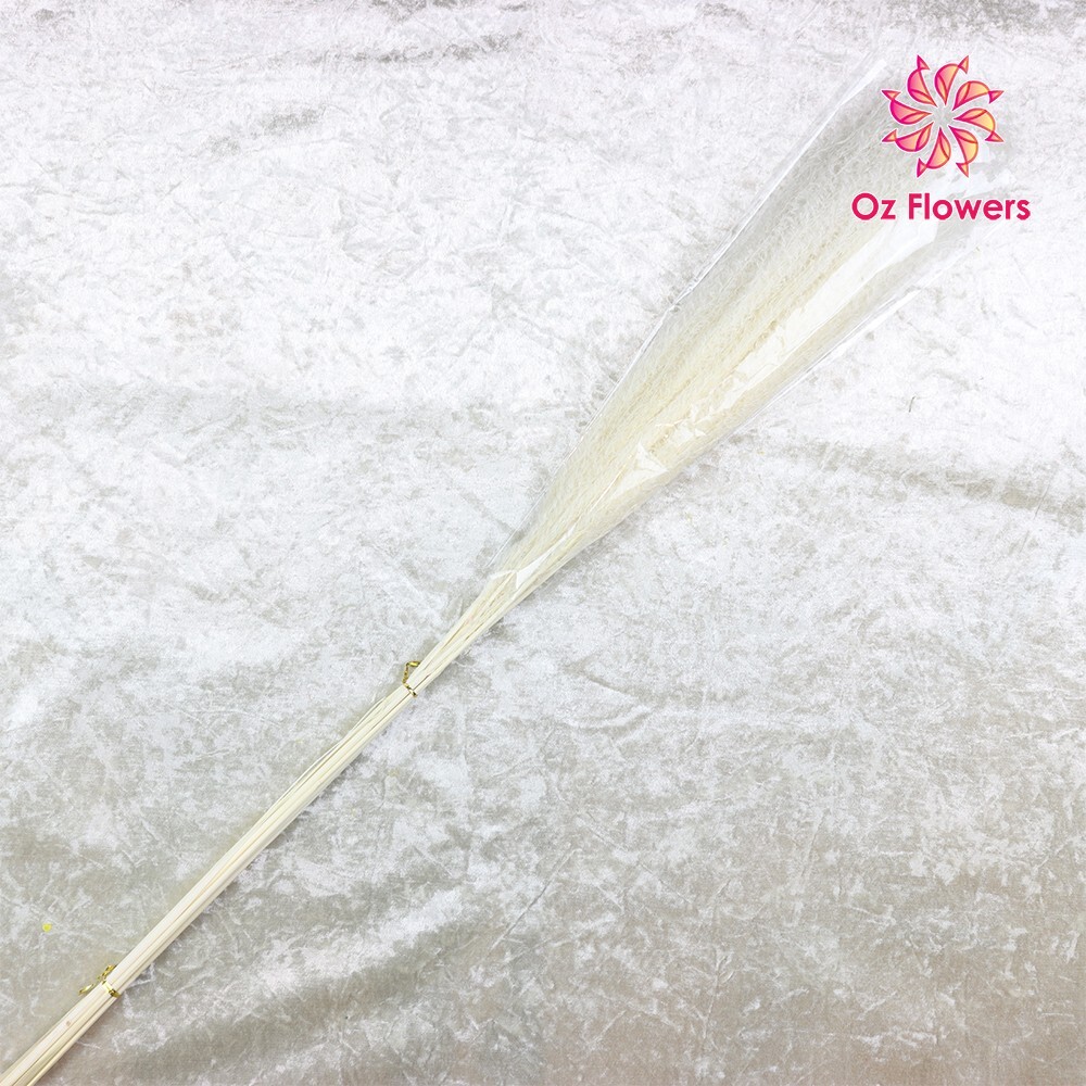 Oz Flowers - Cream White Natural Dried Pampas Dust Bunch | eBay