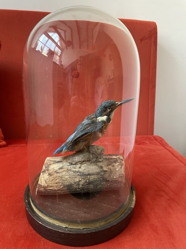 Stunning Taxidermy Example Of A Kingfisher On Log In Glass Dome. | eBay UK
