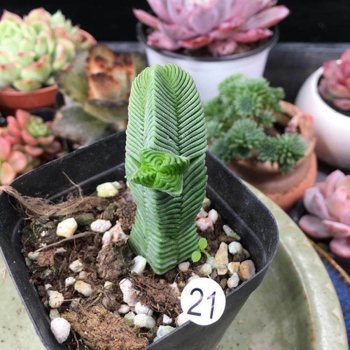 5CM Succulent Plant Crassula Quadrangularis Crassulaceae Home Garden ...