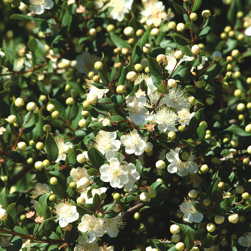 1 X MYRTUS 'TARENTINA' TARENTUM MYRTLE EVERGREEN SHRUB HARDY GARDEN ...