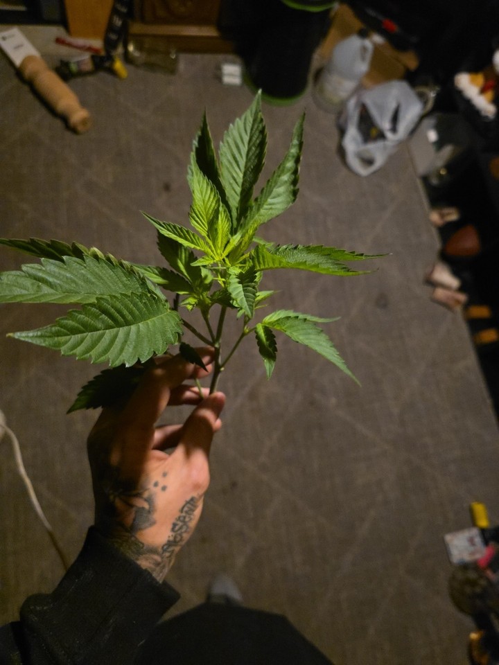 HEMP Clones. GMO FUEL F7. Organic. HEMP Clones For Sale. PREMIUM ...