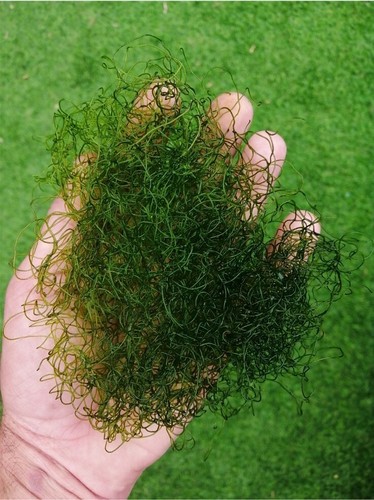 Marine Cheato Chaeto Cheatomorpha Macro Algae Refugium Sump Nitrate ...