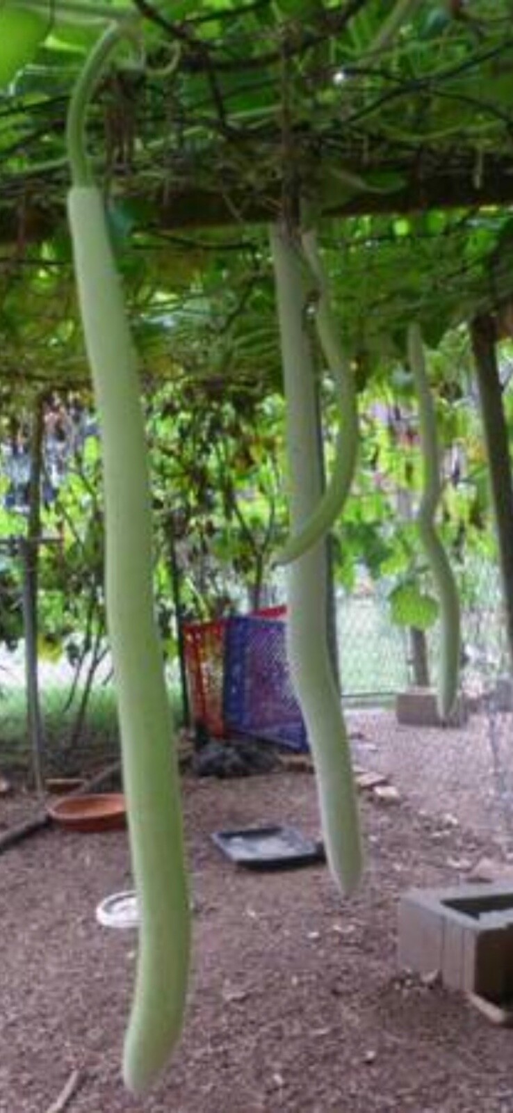 Cucuzza Squash | Cucuzzi Snake Gourd Tromboncino Opo Long Bottle Gourd ...