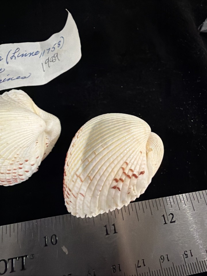 Mixed Pecten Clam & Scallop Shells Various Sizes & Types (E424) | eBay