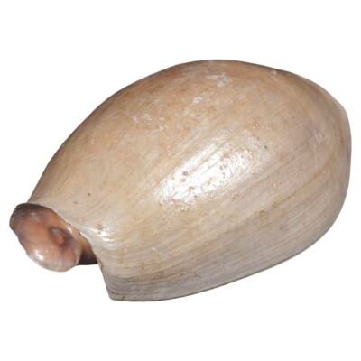 A large Elephant's Snout Volute shell - Cymbium glans gamelan | eBay