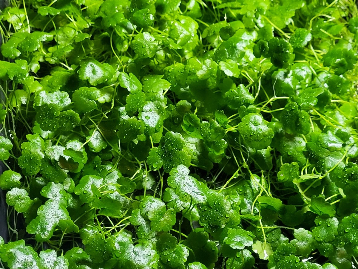 Hydrocotyle Sibthorpioides Aquarium