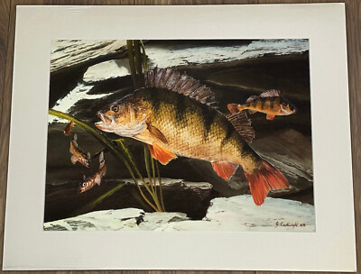 Mounted Print of Perch by Garry Cartwright (2000) Angling Interest ...