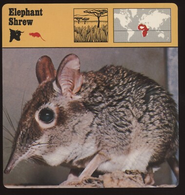 Elephant Shrew Safari Cards Rencontre Mammals | eBay