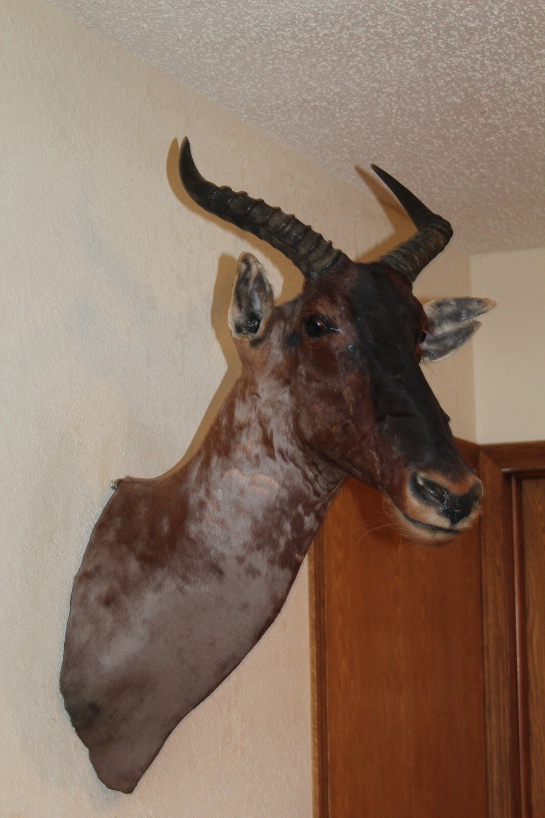 Taxidermy Tsessebe Head Shoulder Mount Africa Safari Hunt Whitetail ...