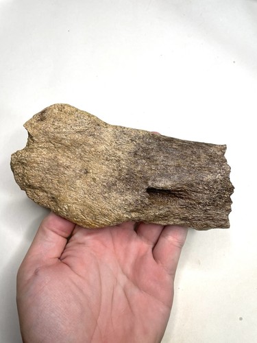 Edmontosaurus Jaw Section - Lance Formation, Wyoming | eBay