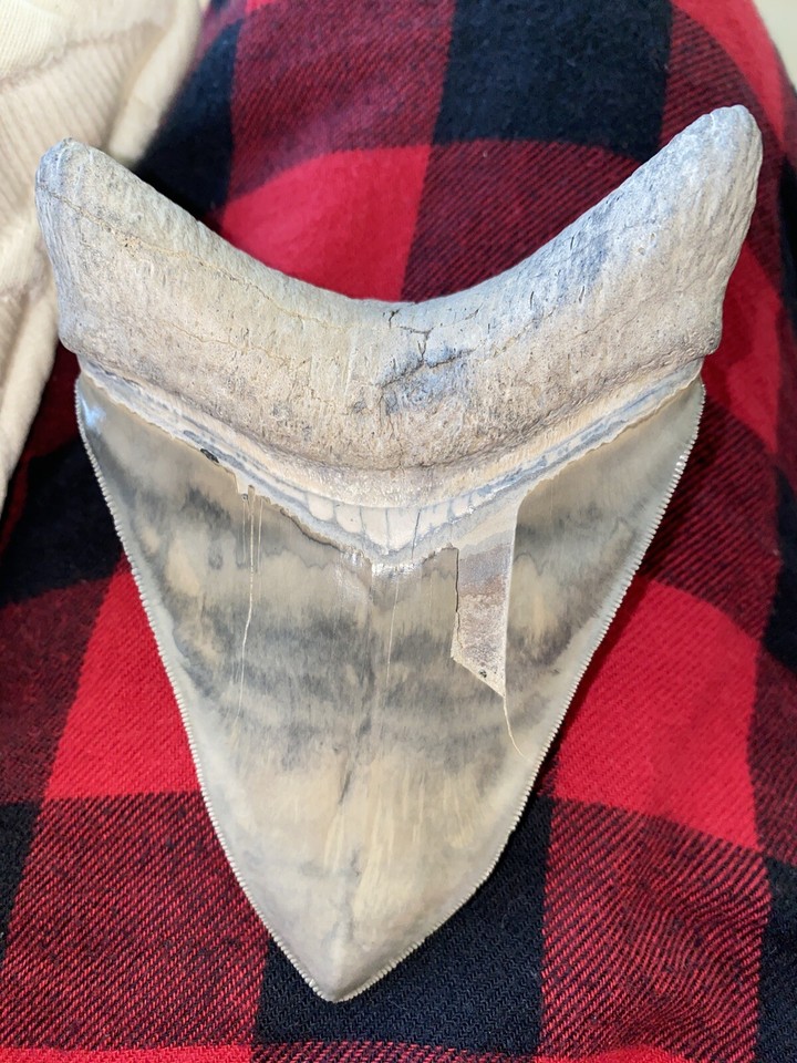 Very Rare GIANT!! 4.75 inch Bone Valley Formation Megalodon Shark Tooth ...