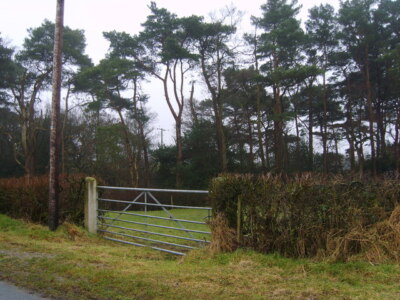 Photo 6x4 Pines Near Yeat House Hampson Green Small strip woodland by ...