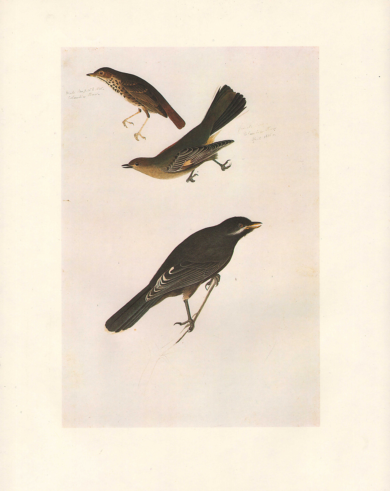 VINTAGE JOHN JAMES AUDUBON BIRD PRINT HERMIT THRUSH TOWNSEND'S ...
