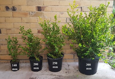 JAPANESE BOX HEDGE PLANTS - buxus microphylla japonica - selectable ...