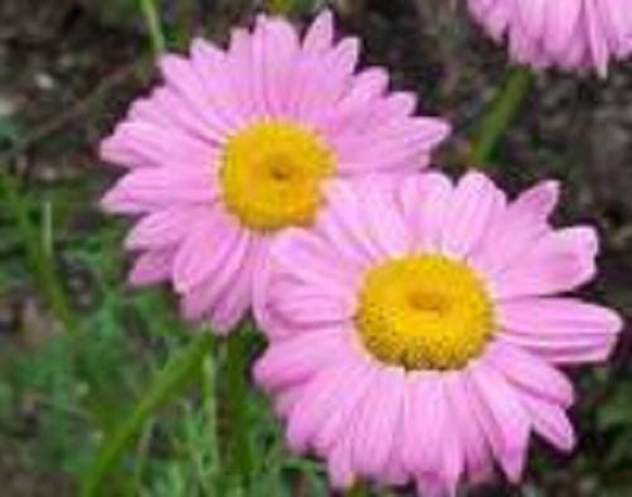 100 Mixed Colors ROBINSONS PAINTED DAISY Chrysanthemum Pink Red Rose ...