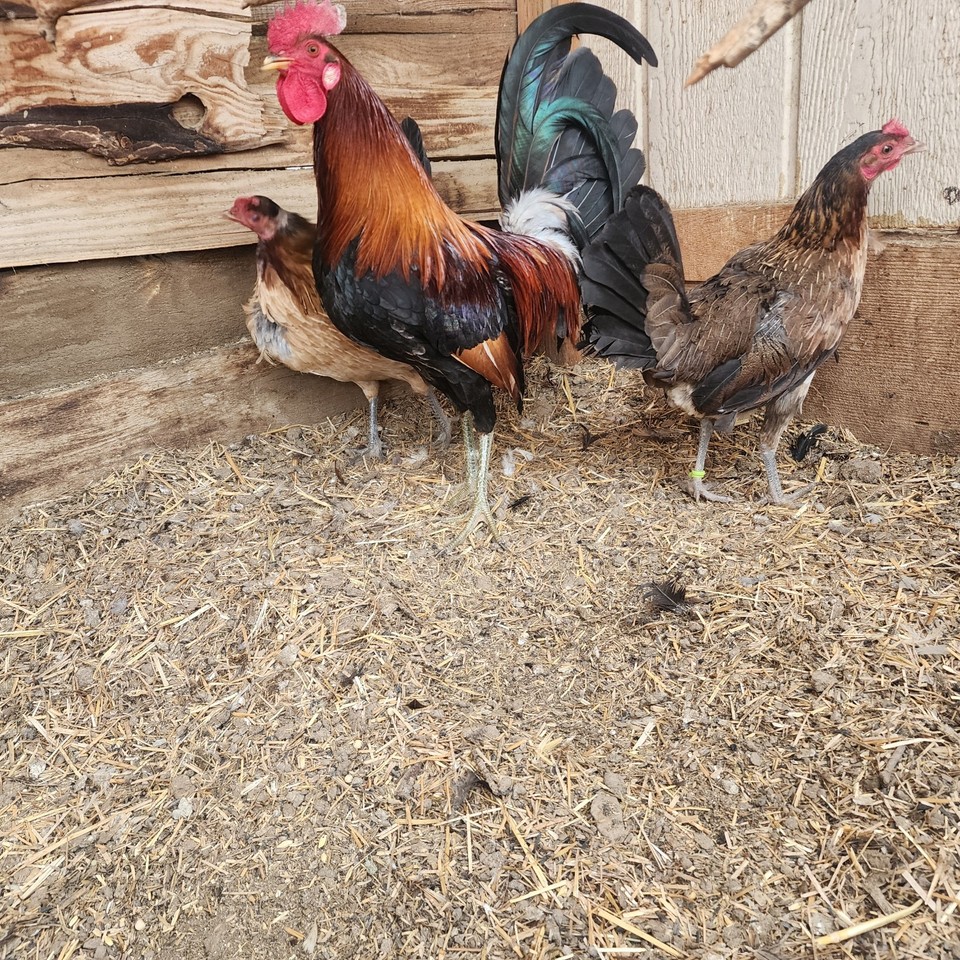 8+ Blue Face Hatch Gamefowl Fertile Eggs *I PAY SHIPPING USA. | eBay