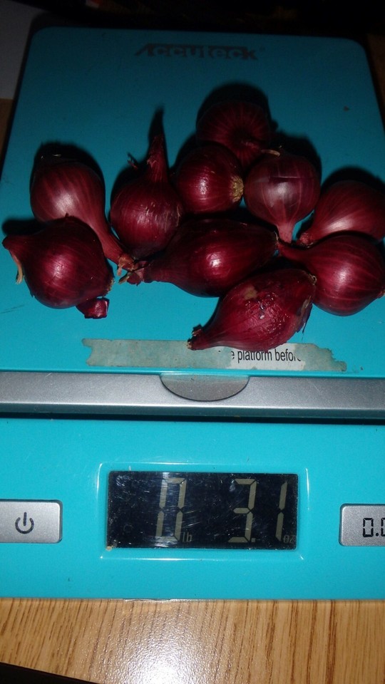 10 Red Pearl Onion bulbs, Organic, Heirloom, Rare | eBay