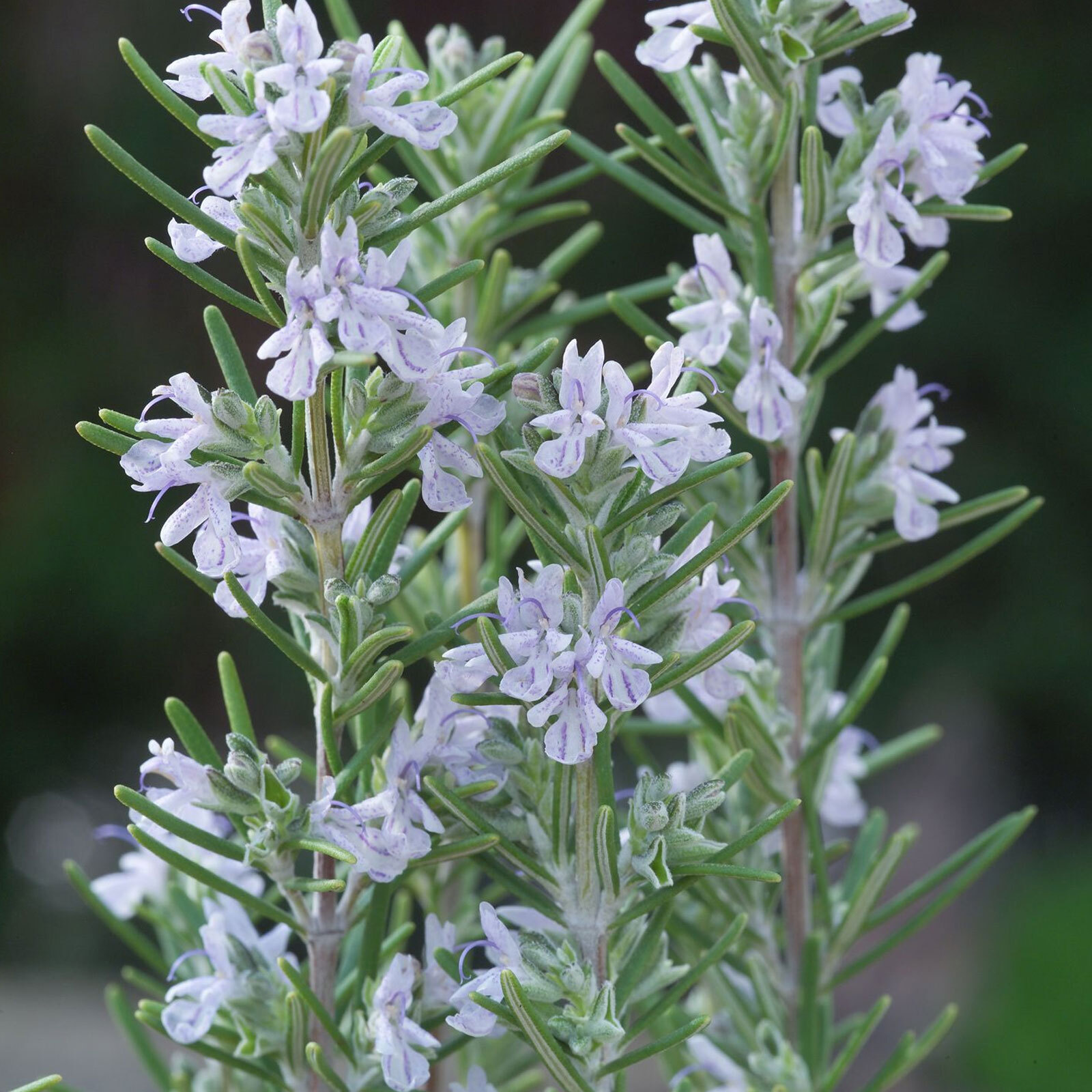 Rosmarinus Miss Jessop's Upright Rosemary Herb Flowering Plant | 9cm ...