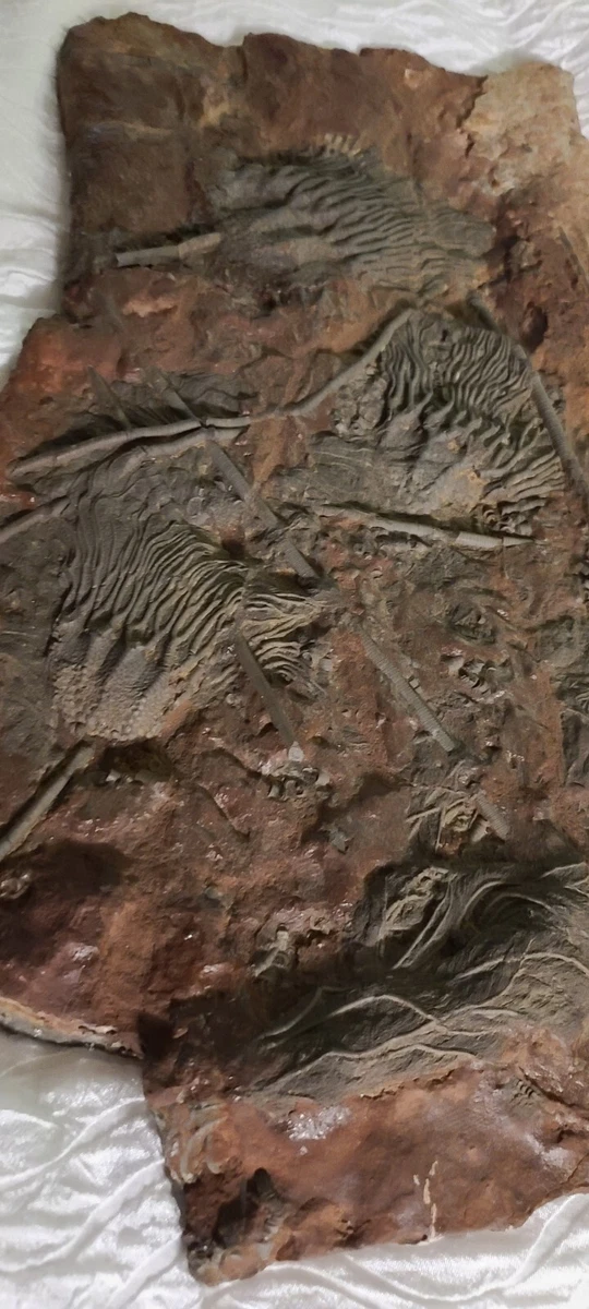 Prehistoric Echinoderms