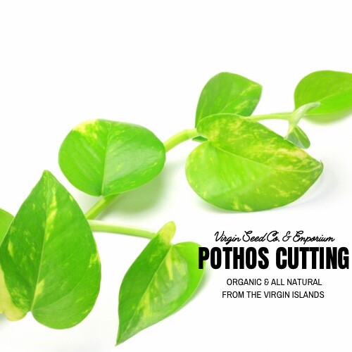 50 nodes grow into GIANT Golden Queen Hawaiian Pothos Vine Cutting ...