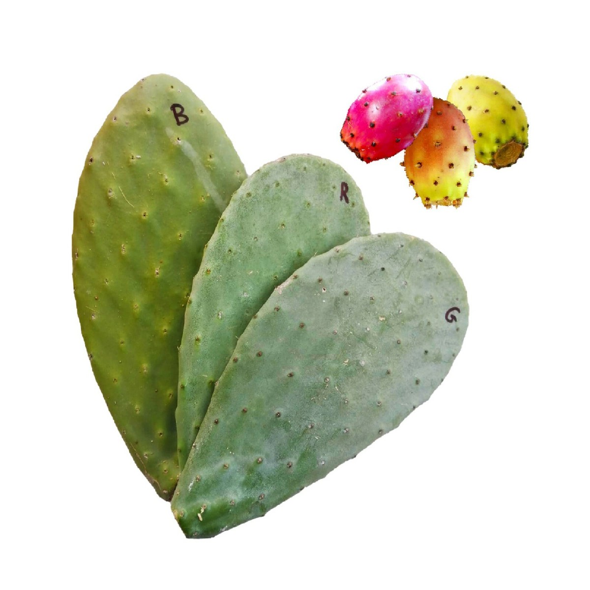 Clip Art Di Fico D'india