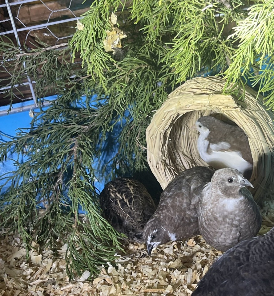 12+ High quality Button Quail Hatching Eggs Rare Exotic Colors extras ...