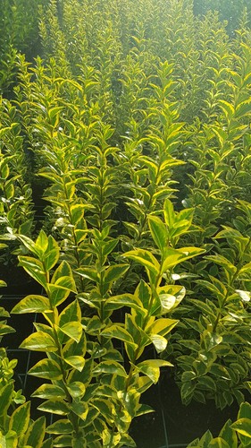 Ligustrum ovalifolium 'Aureum' / Troène doré / Conteneur de 7 à 10 ...