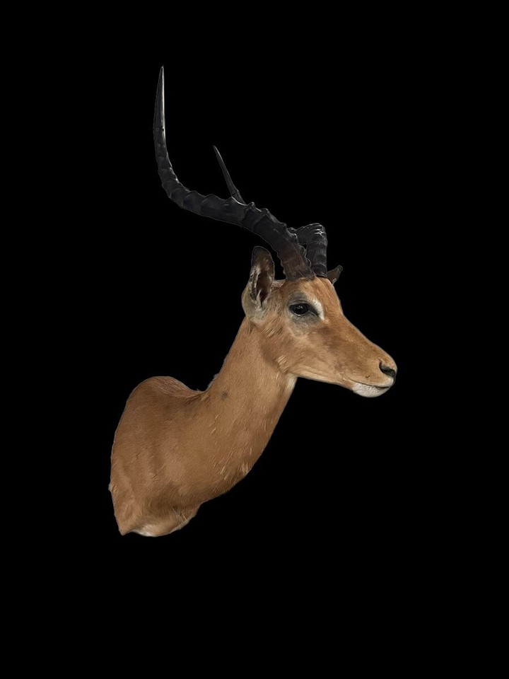BEAUTIFUL IMPALA SHOULDER MOUNT - Nice HORNS - AWESOME ! = Impala | eBay