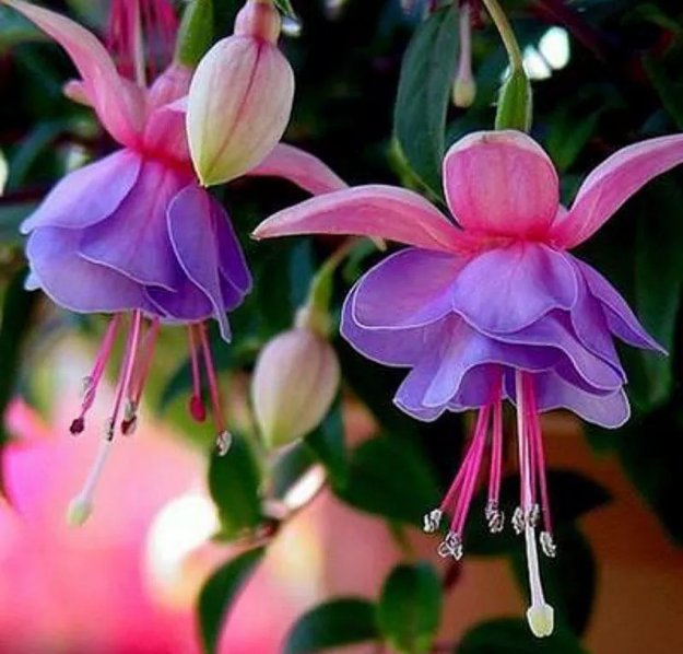 Fuchsia Color Flowers