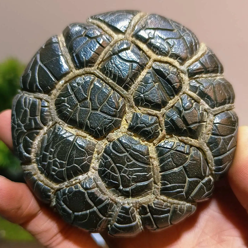 Natural Gobi Agate "Tortoise Back Pattern" Stone Moire Stone Collection ...