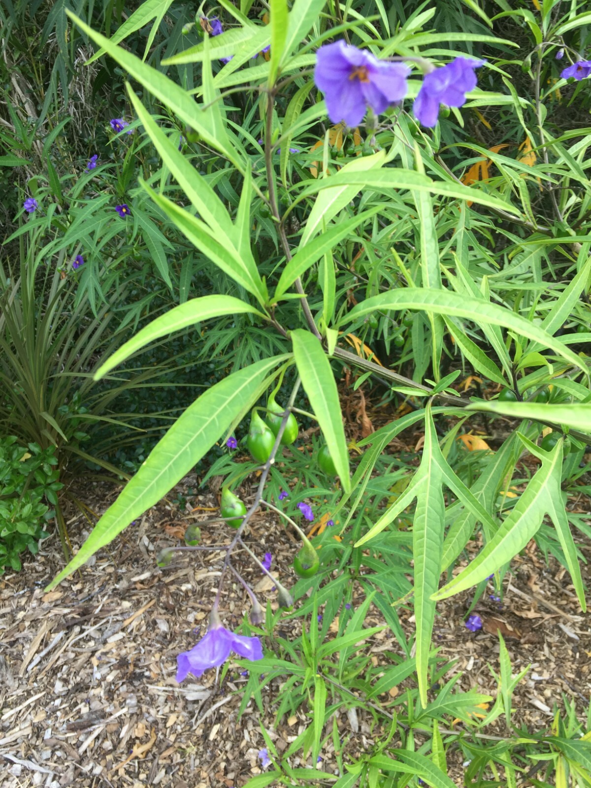 Poroporo - 50 Seeds - Solanum laciniatum - Solanaceae | eBay