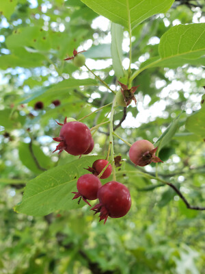 Serviceberry | 15 Seeds | Amelanchier Arborea | Juneberry | Florida ...