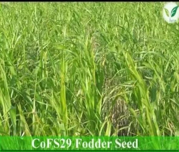CoFs 29 Fodder Sorghum Seed - 250 gram - MultiCut for Fodder ...