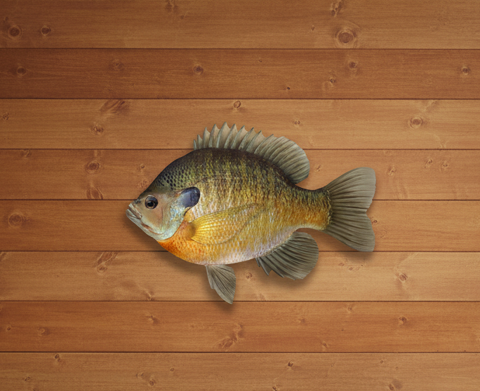 Realistic Bluegill Fish Metal Replica 2D Wall Mount Wildlife Art Cabin ...